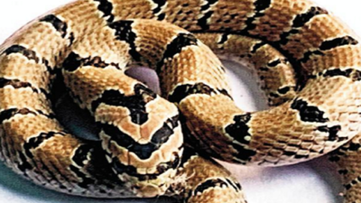 Harmless to humans, deadly 'Nepalese knife' for others | Chandigarh ...