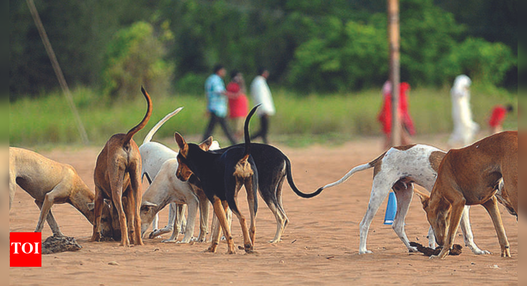 From Jan-Apr this yr, Goa saw one dog bite every 15 mins | Goa News ...