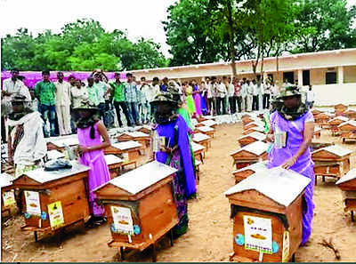 Apiculture Institute In City Celebrates World Bee Day | Pune News ...