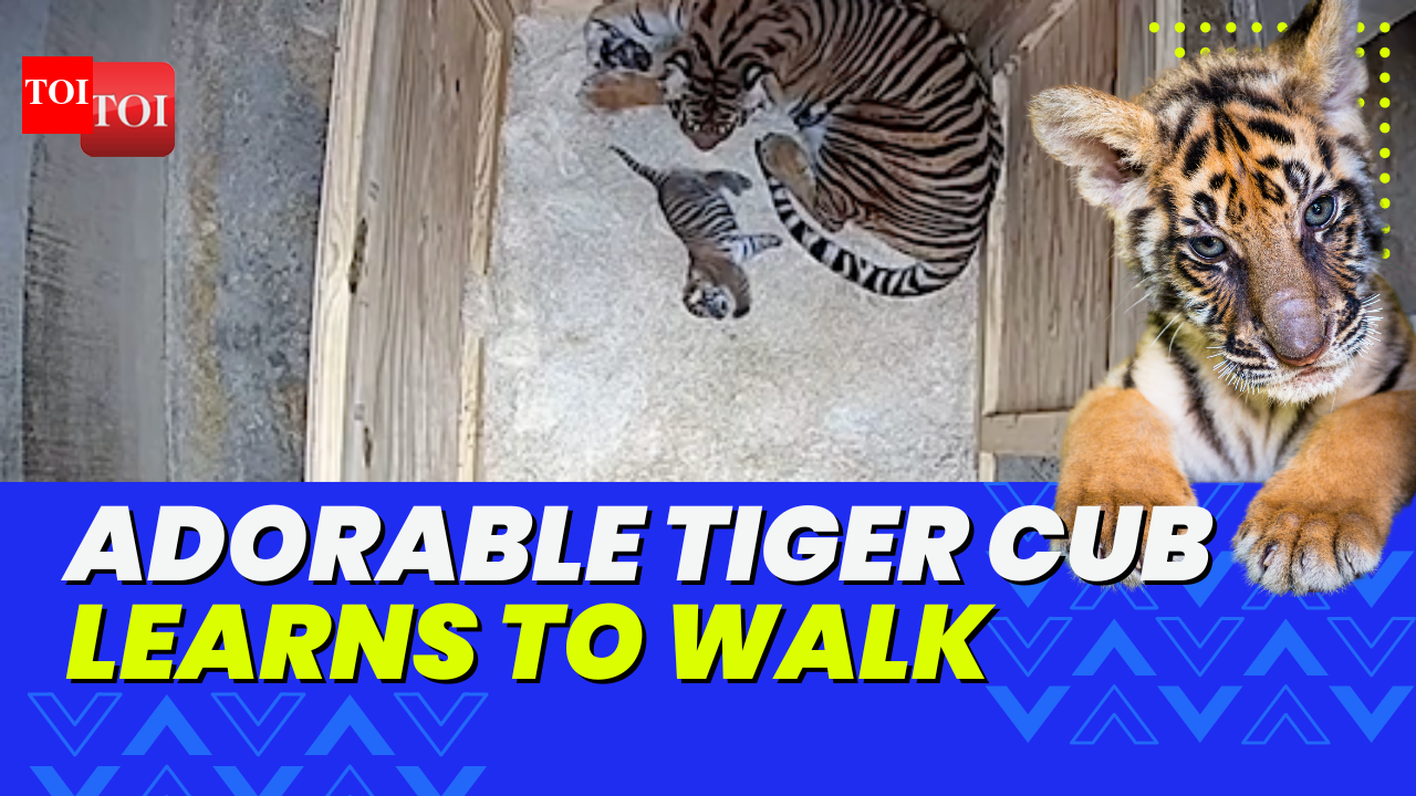 Watch: Livestream captures adorable newborn Tiger Cub learning to walk