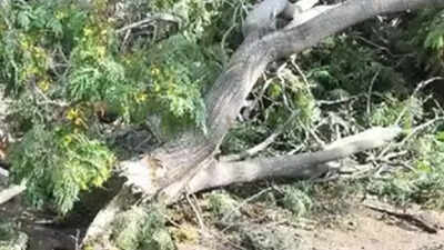 Bengaluru sees rain and hail; 20 trees uprooted | Bengaluru News ...