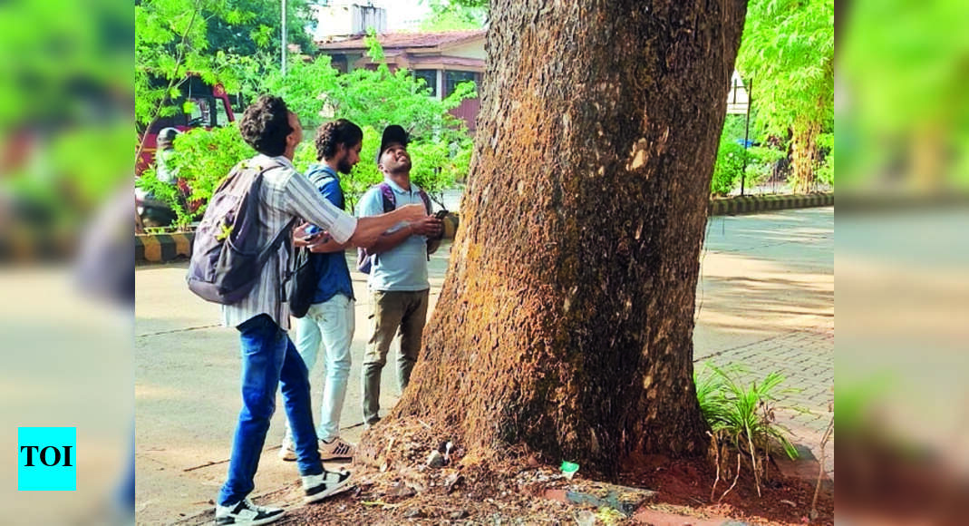 Prof Smitha: M’luru Tree Count In Progress; Draft Will Be Ready By June ...