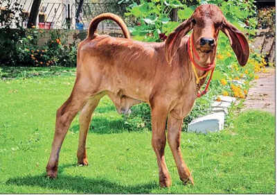 Why India’s first cloned cow is a game changer | India News - The Times ...