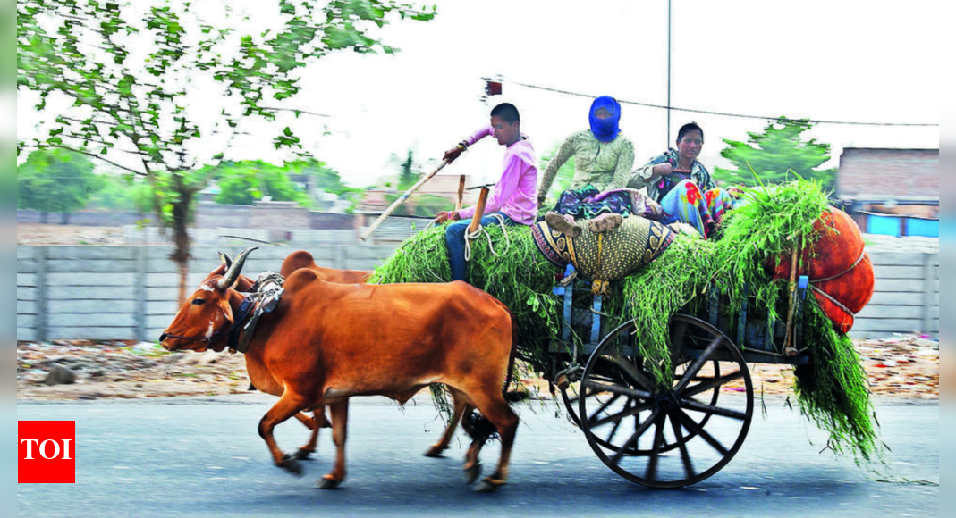 Fodder to be made available for cattle in four talukas after July ...