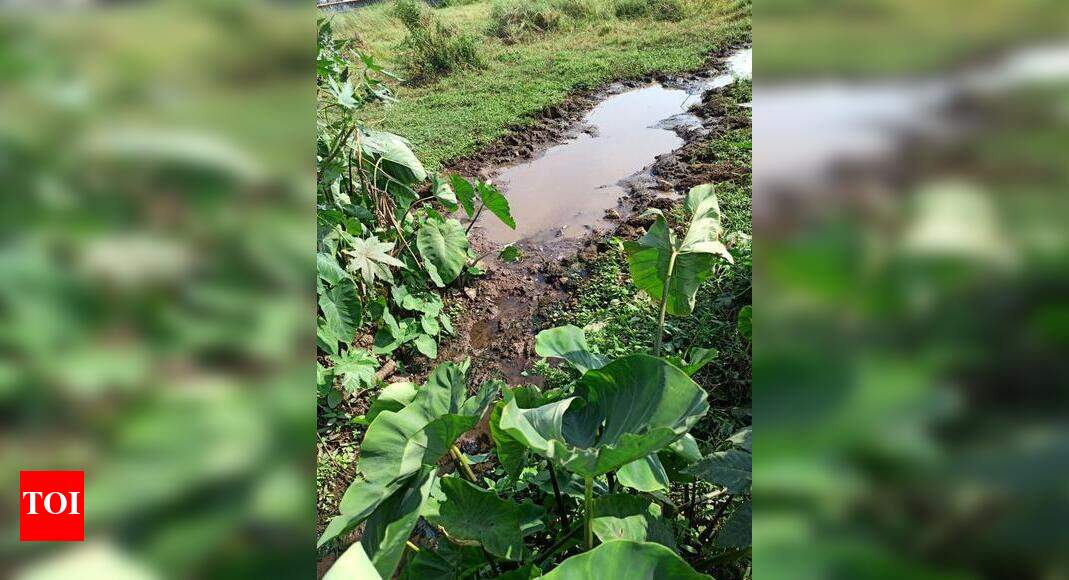 Sewage influx in fields haunts Taleigao again | Goa News - Times of India