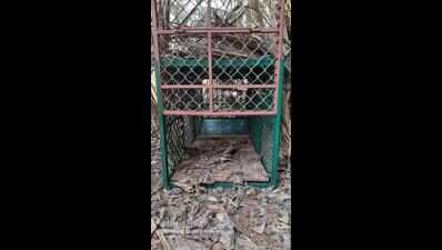 Forest officials install cage to trap leopard | Goa News - Times of India