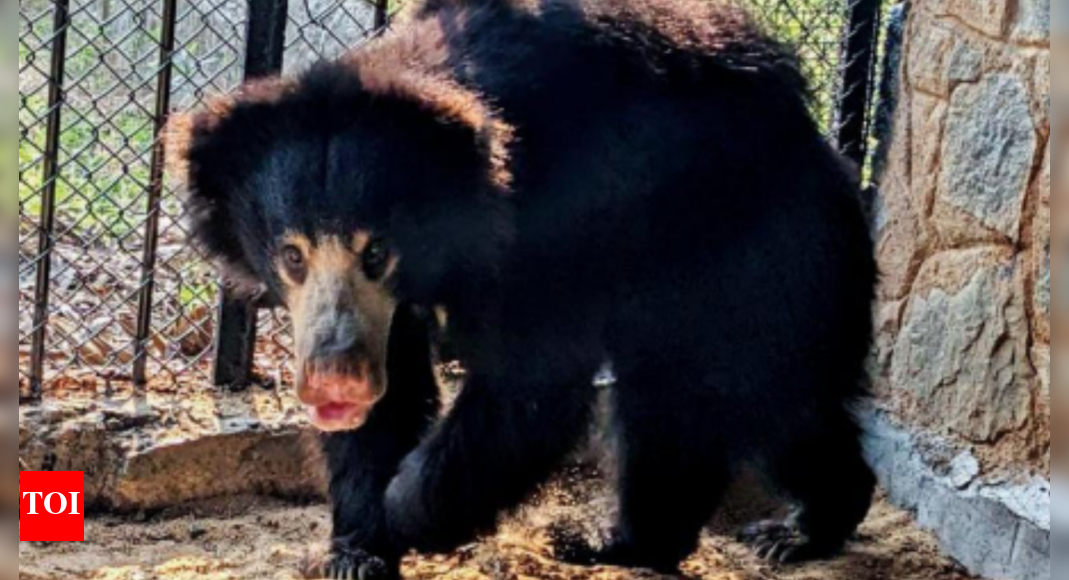 Two young sloth bears from Mysuru zoo arrive at Vandalur | Chennai News ...