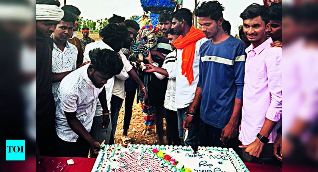 Haveri: Famed Taming Bull Don Jayaraj’s Birthday Celebrated | Hubballi ...