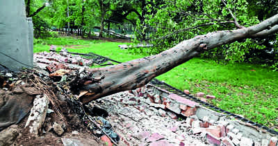 Concretisation Behind Falling Trees? Residents Seek Action | Chandigarh ...