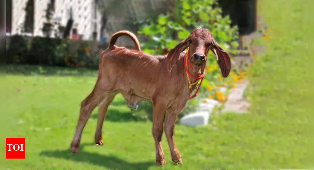 Will India’s first cloned cow change farmers' fortunes? | India News ...