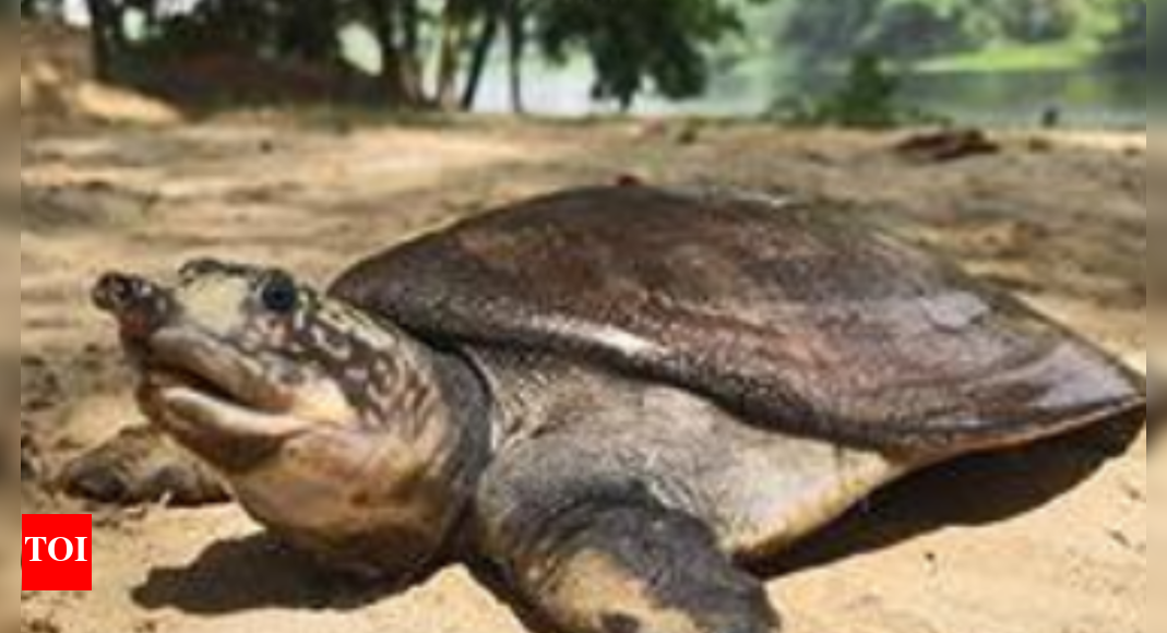 25 native turtle species in 'red zone' due to poaching | Bareilly News ...