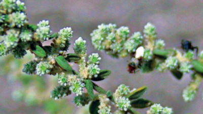 In TN, every petal tells a story | Chennai News - Times of India