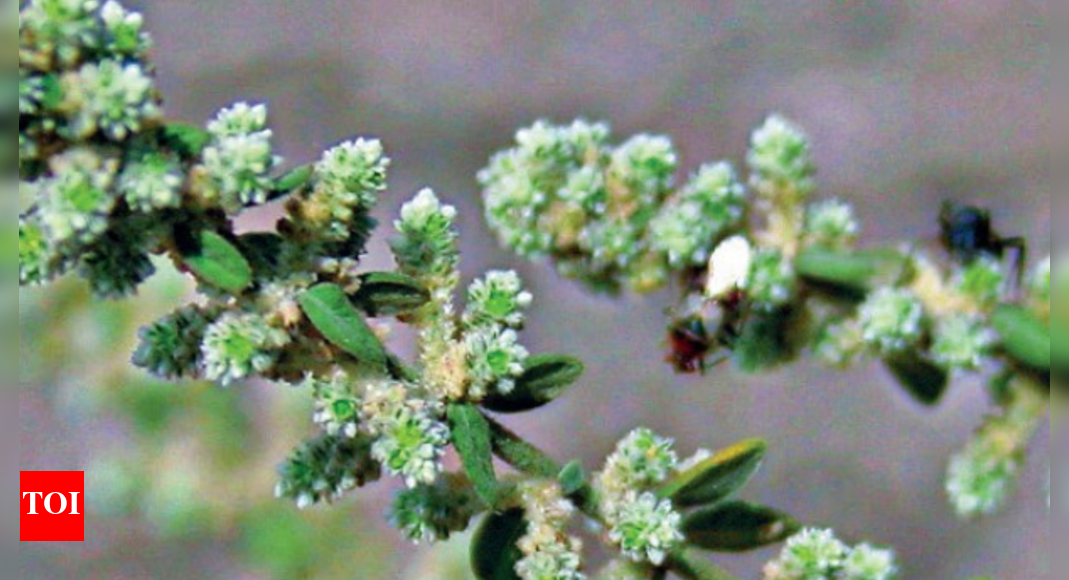 Ambrosia Flower Meaning | Best Flower Site