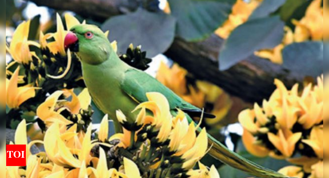 Kol: Kol Home To 70 Butterfly, 84 Bird & 138 Tree Species | Kolkata ...