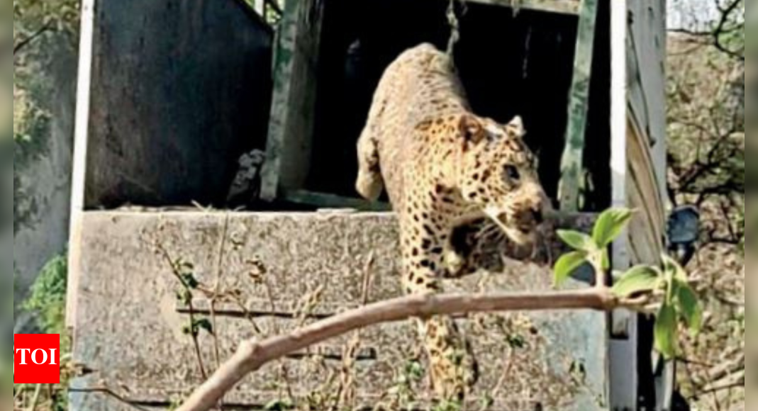Ghaziabad: 3rd Sighting In 2023: Leopard Popn Up From 7 To 21 In 3 Yrs ...