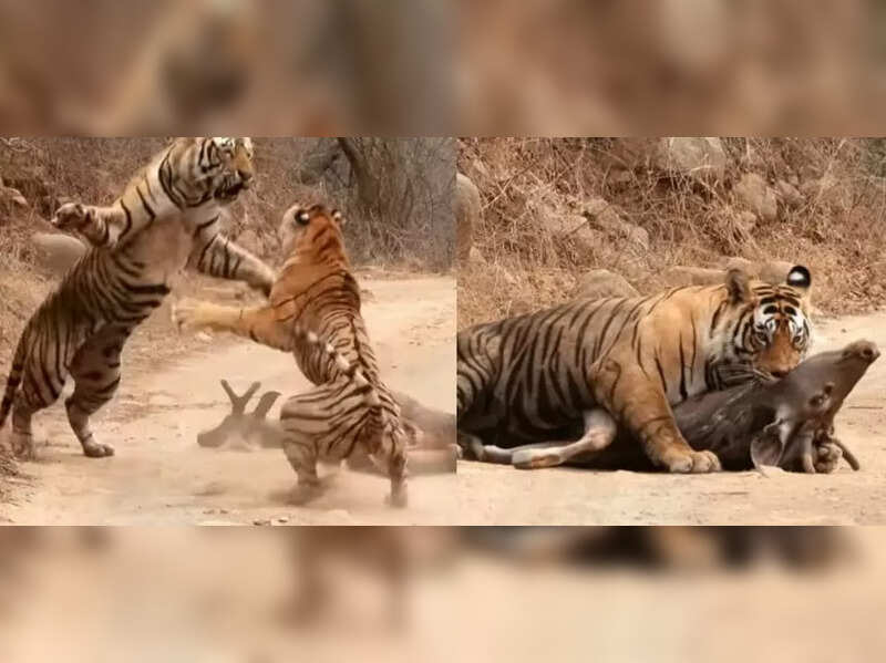 Watch the clash between a tiger and a tigress as the latter tries to ...