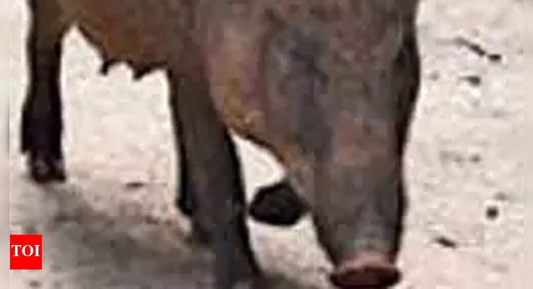 Five Injured In Wild Boar Attack In Up's Sambhal | Bareilly News ...