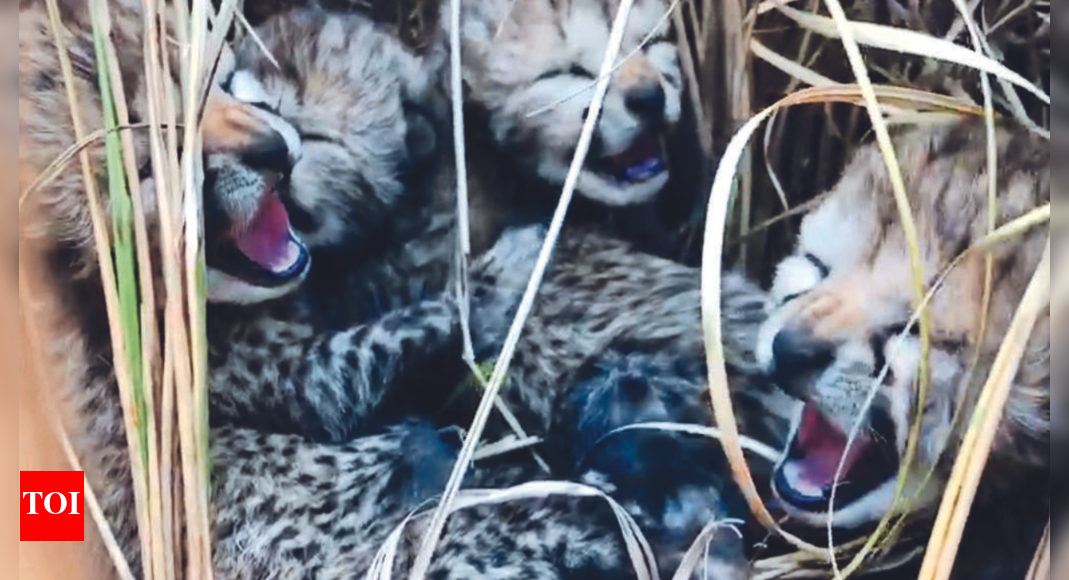 Cheetah cub dies at Kuno National Park in Madhya Pradesh, fourth death ...