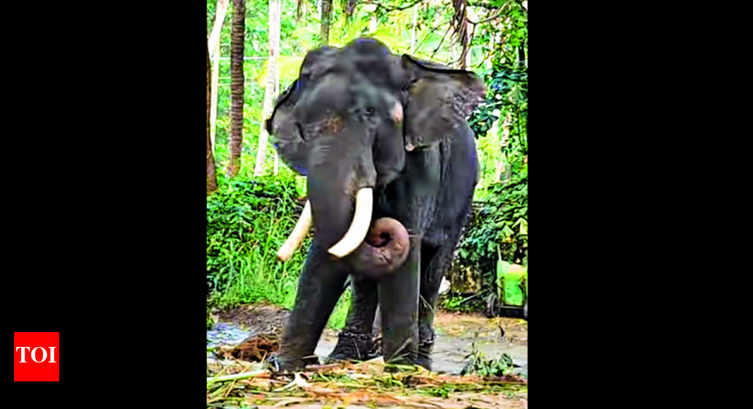 Tamil Nadu to send team to Kerala in search of 'missing' elephant ...