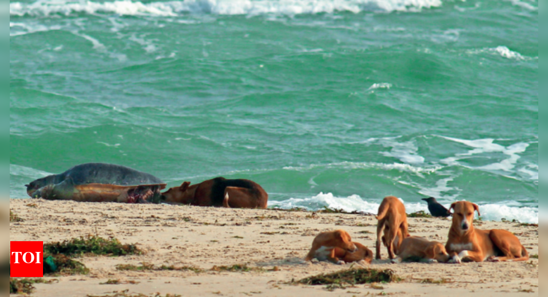 Dogs vs turtles: Fight for survival | Chennai News - Times of India