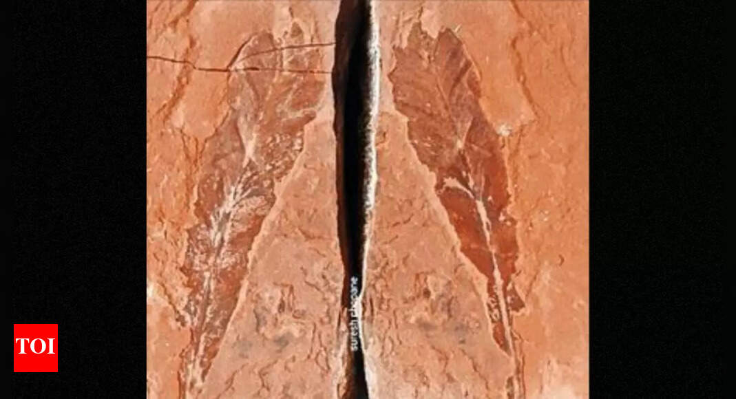 Over 200mn years old plant fossils found in Maharashtra's Chandrapur ...