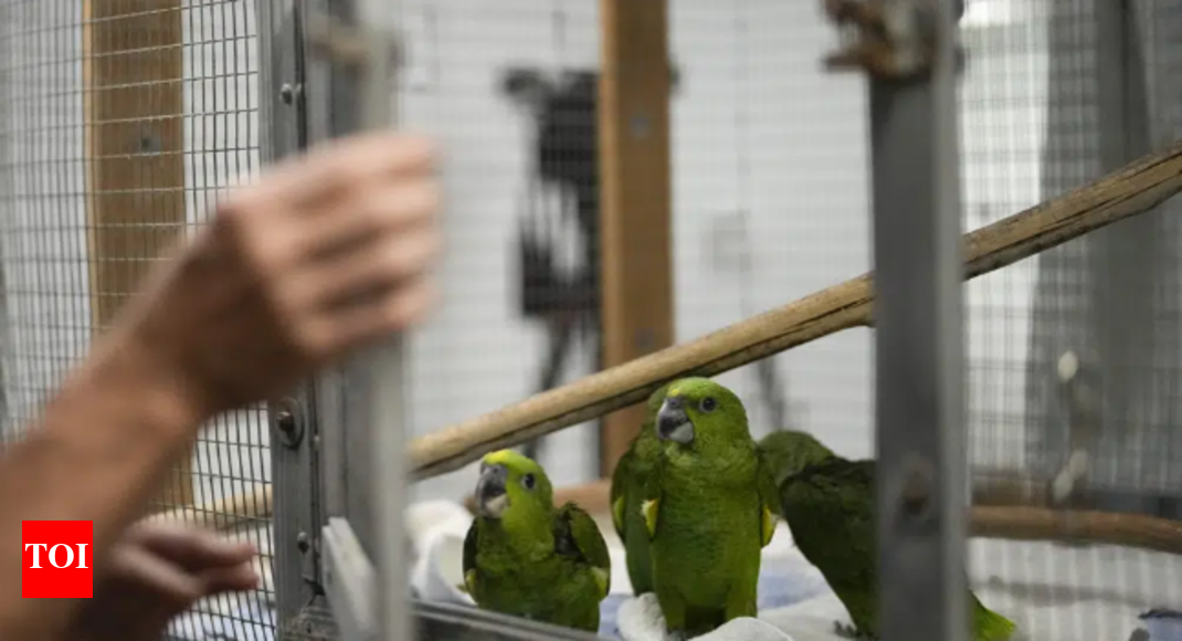 Smuggled parrot eggs found in a carry on bag at the airport - Times of ...