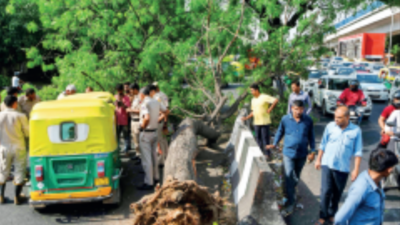 Bolt from the green! Tree on central verge falls, injures 2 | Delhi ...