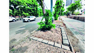 Mohali: Mohali Mc Removes Paver Blocks Around Trees | Chandigarh News ...