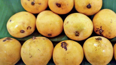 No ‘brand Ap’ Mango In Market For Decades | Visakhapatnam News - Times ...