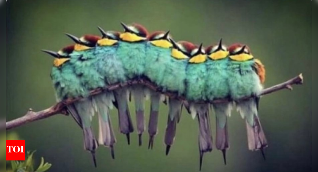 Optical Illusion: You're smart if you can count the number of birds in ...