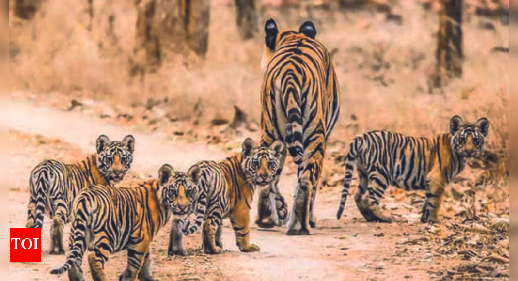 WALMI to be closed for night traffic due to tiger movement | Bhopal ...