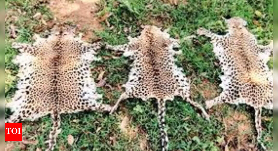 'Leopard skins have more demand in local market' | Bhubaneswar News ...