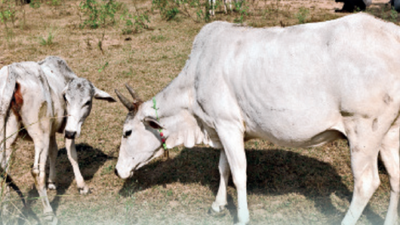 6.8cr & Counting: Up Set To Conduct Biggest Ever Livestock Survey ...