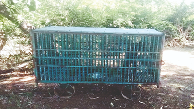 70-year-old Woman Mauled To Death By Leopard In Amreli | Rajkot News ...