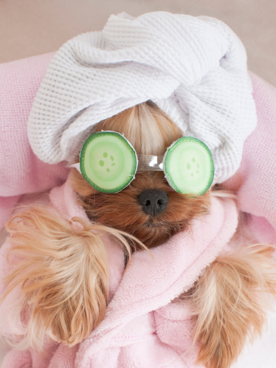 The craziest pets people actually own! | Times of India