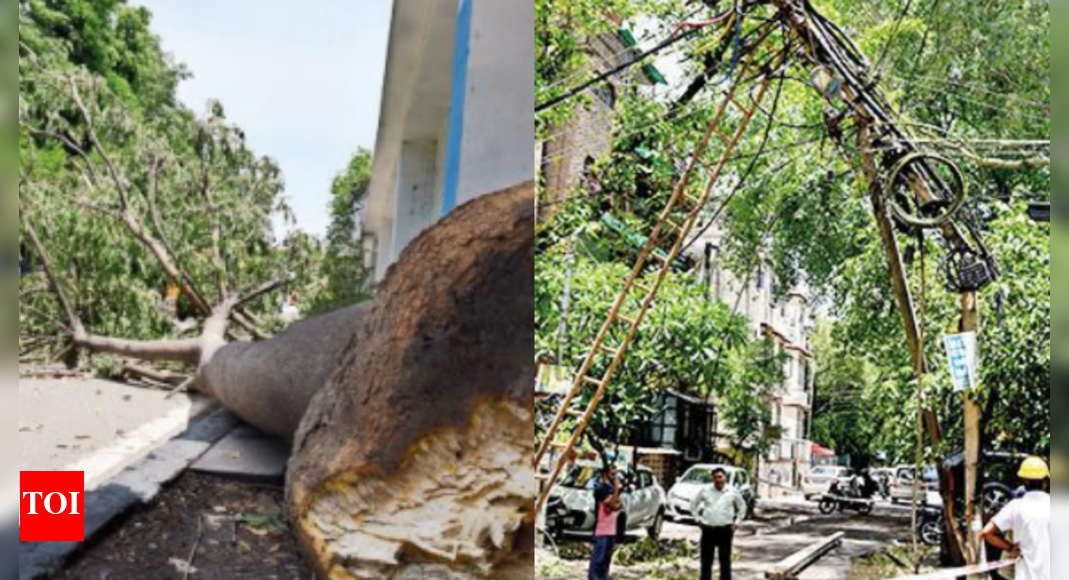Gusty winds, rain take down at least 10 trees across capital | Delhi ...