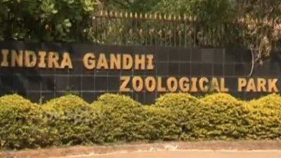 Igzp: 15 Mugger Croc Eggs Hatch Under Constant Vigil Of Staff At Zoo ...