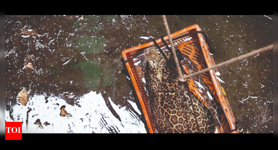 Junnar: Forest Dept & Wildlife Sos Save Drowning Leopard From 80ft Well ...