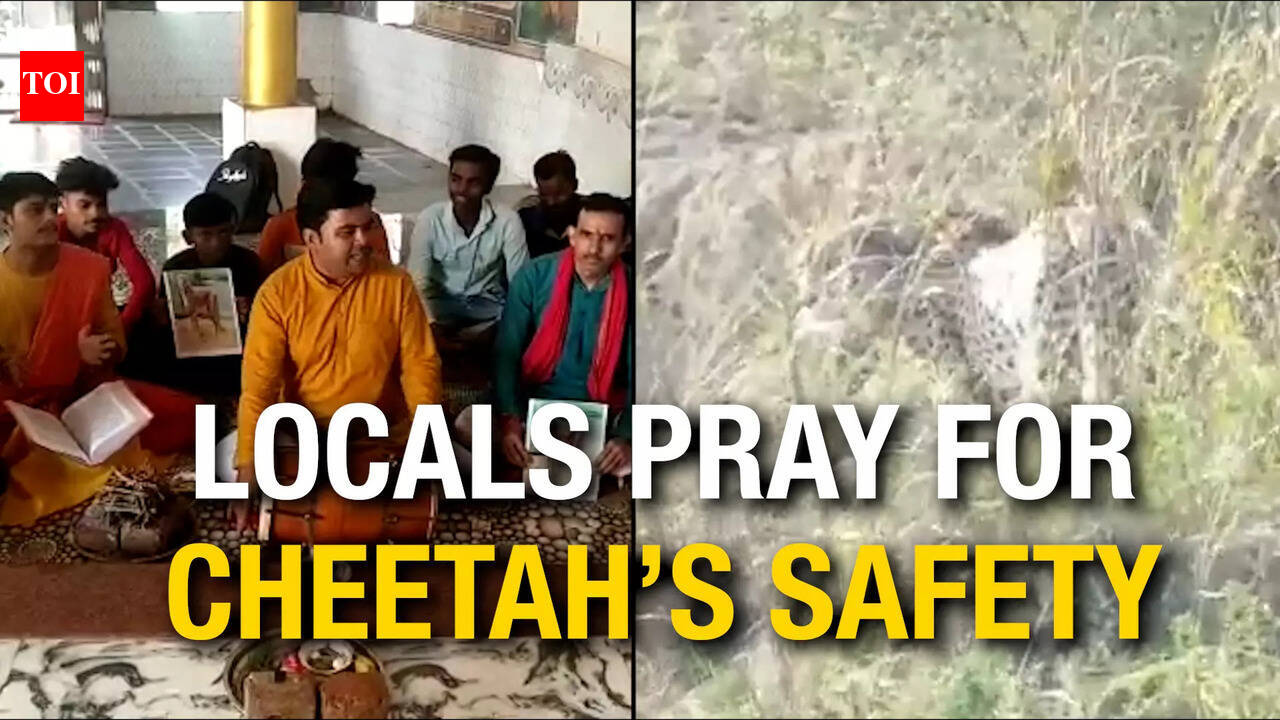 Watch: Residents of villages near Kuno National Park hold prayers and ...