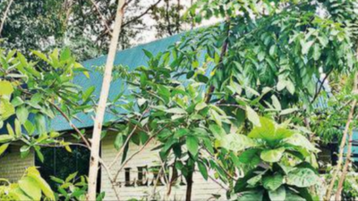 Cultivated From Seeds Of Sahyadris, Arboretum With 300 Trees Will Open ...