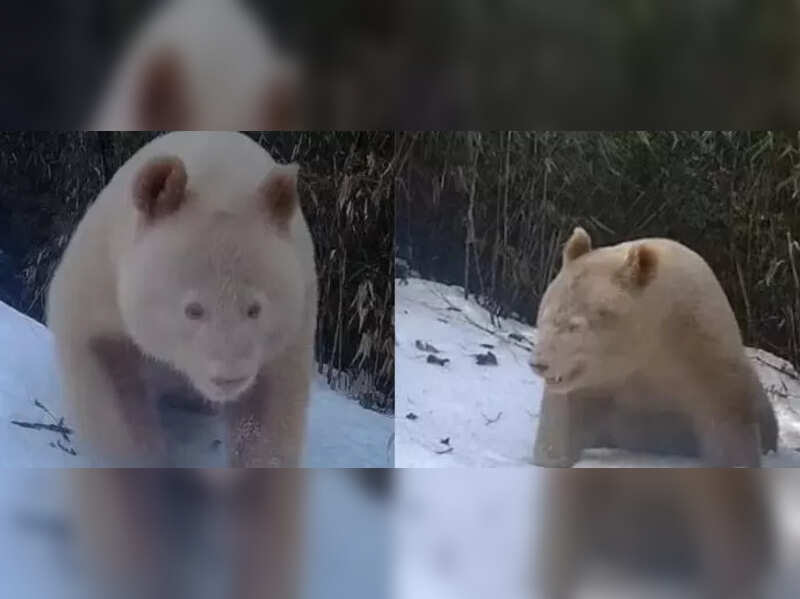 World's only albino panda caught on camera in China - Times of India
