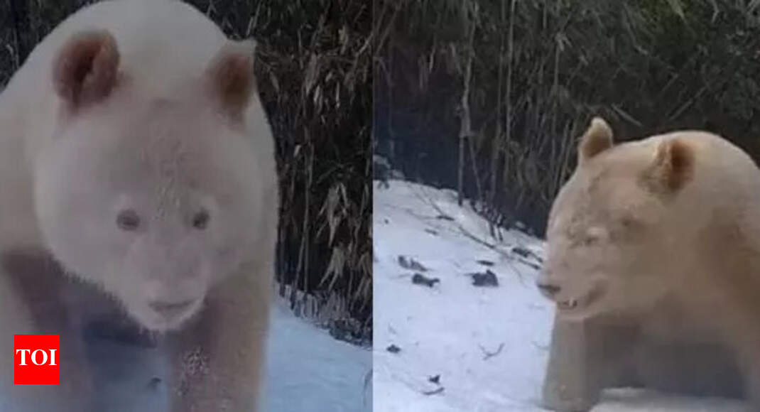 World's only albino panda caught on camera in China - Times of India