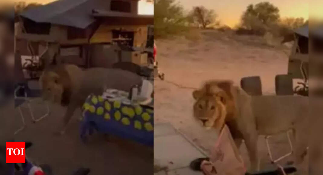Lion walks casually through a campsite leaving the bystanders stunned ...