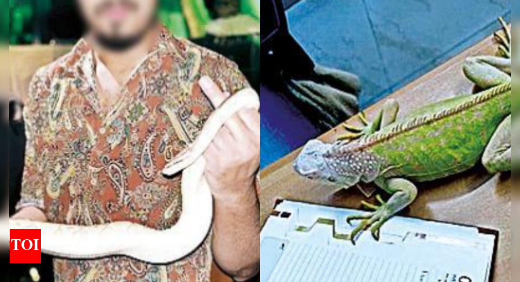 Jubilee Hills pub lets revellers dance with pythons & iguanas, seven booked | Hyderabad News ...