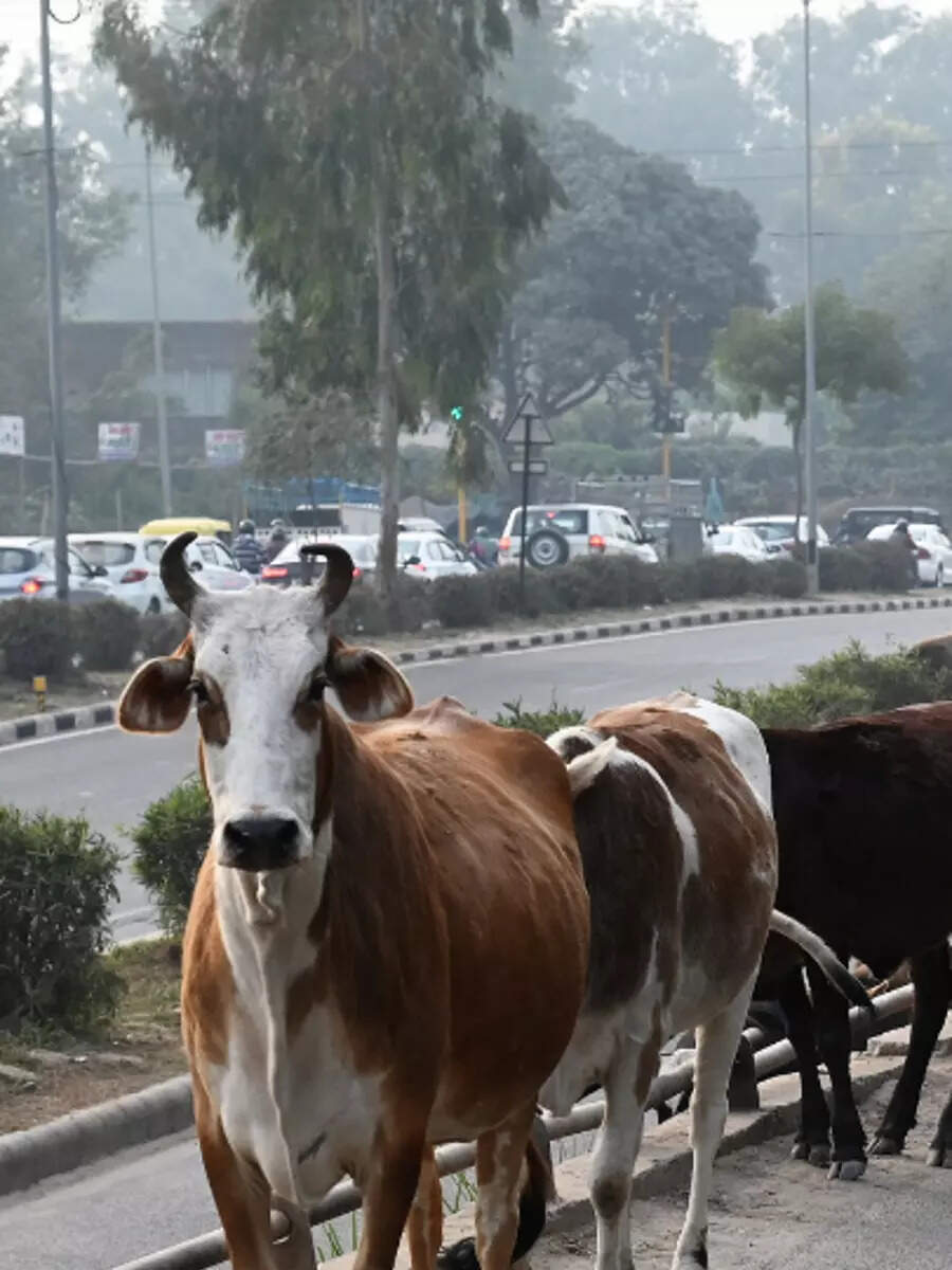 Why Are You Seeing Stray Cattle on Delhi Roads | Times of India