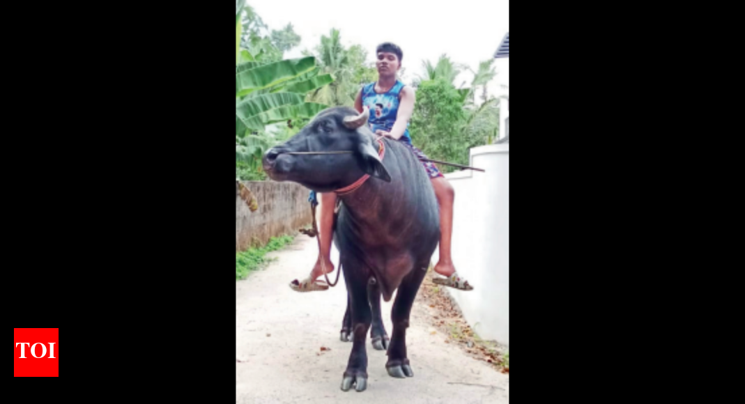 Shankaran: Loving Shankaran needs Athul at home | Kochi News - Times of ...