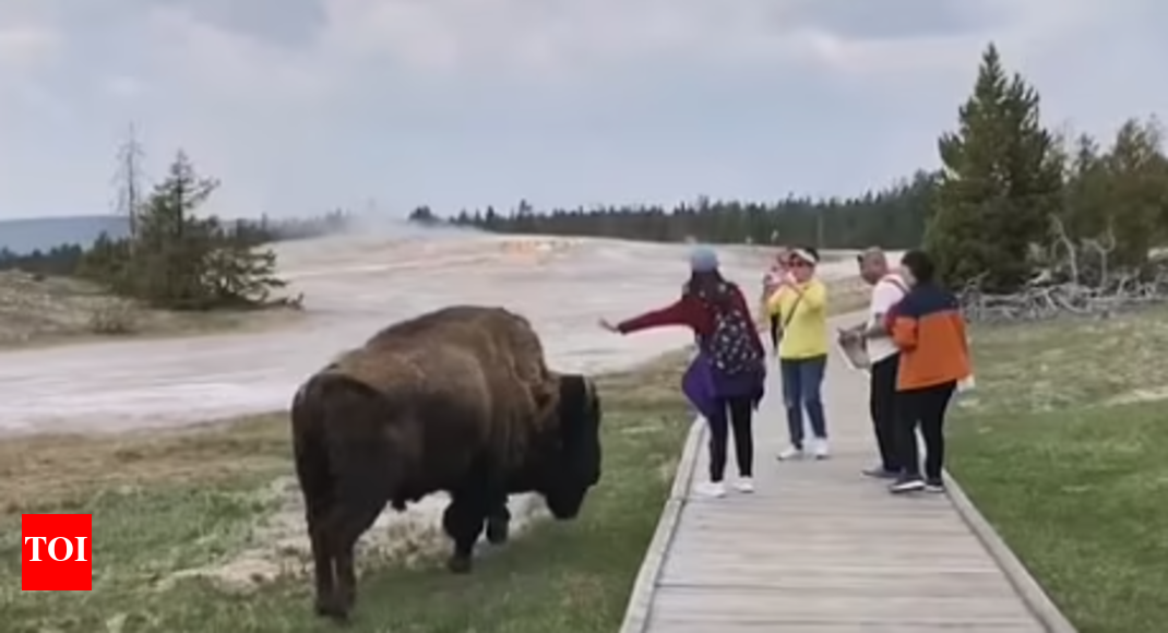Huge bison lunges towards a tourist as she tries to pet the animal ...