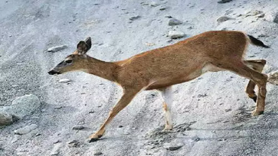 Kashmir: Study: Only Kashmir Musk Deer Present In Western Himalayas ...