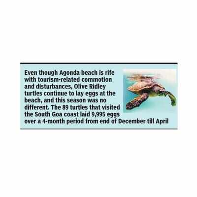 ‘Fertile season’ for Olive Ridley turtles in South Goa, says range ...
