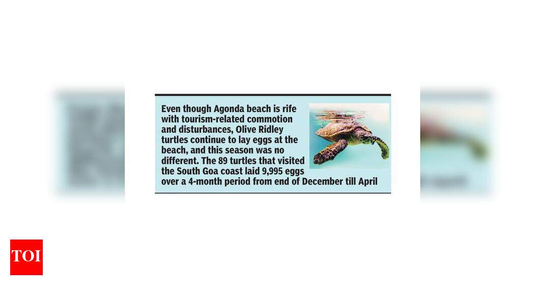 ‘Fertile season’ for Olive Ridley turtles in South Goa, says range ...